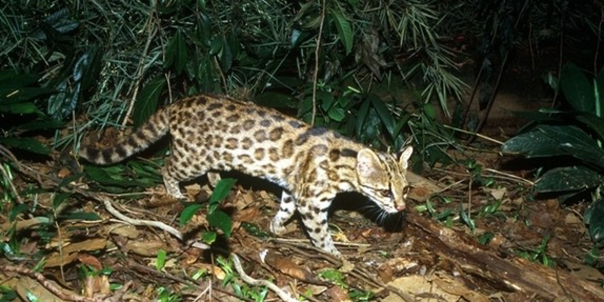 Oncilla Cats In Northeastern Brazil Belong To Separate Species ...