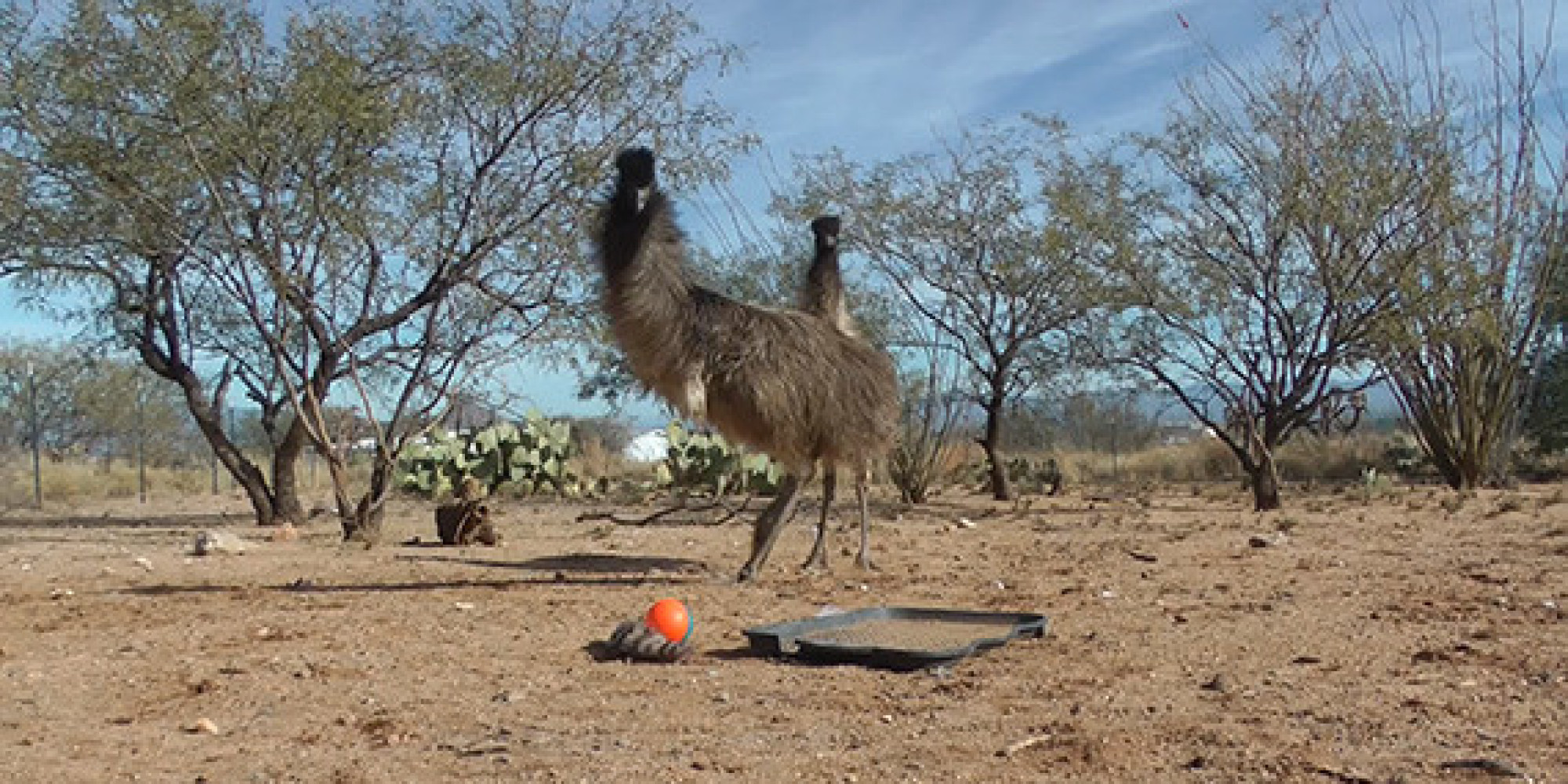 Emus Doing The Tango Can Teach Us All A Lesson In Dancing (VIDEO)