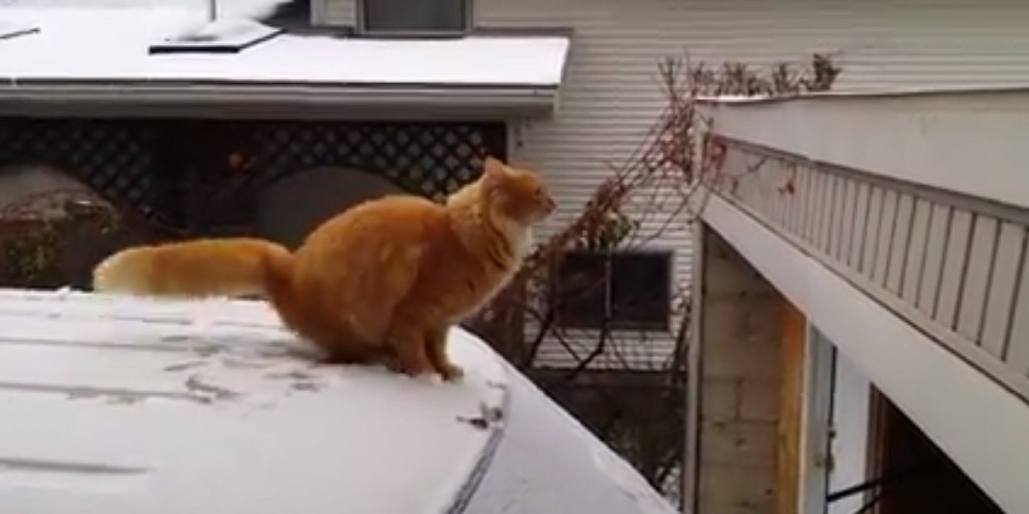 This May Be The Funniest Cat Jump FAIL We've Ever Seen (VIDEO ...