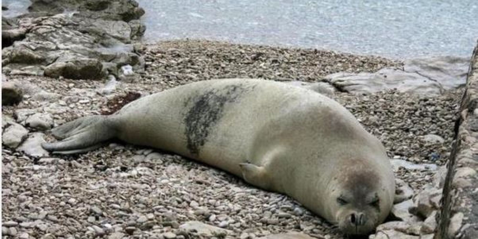 La foca monaca "diva". Riappare sulla sulla spiaggia di Saccorgiana a ...