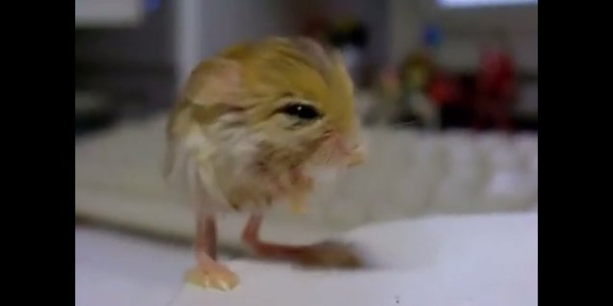 The Pygmy Jerboa Is The Cutest Animal You've Never Seen (VIDEO) | HuffPost