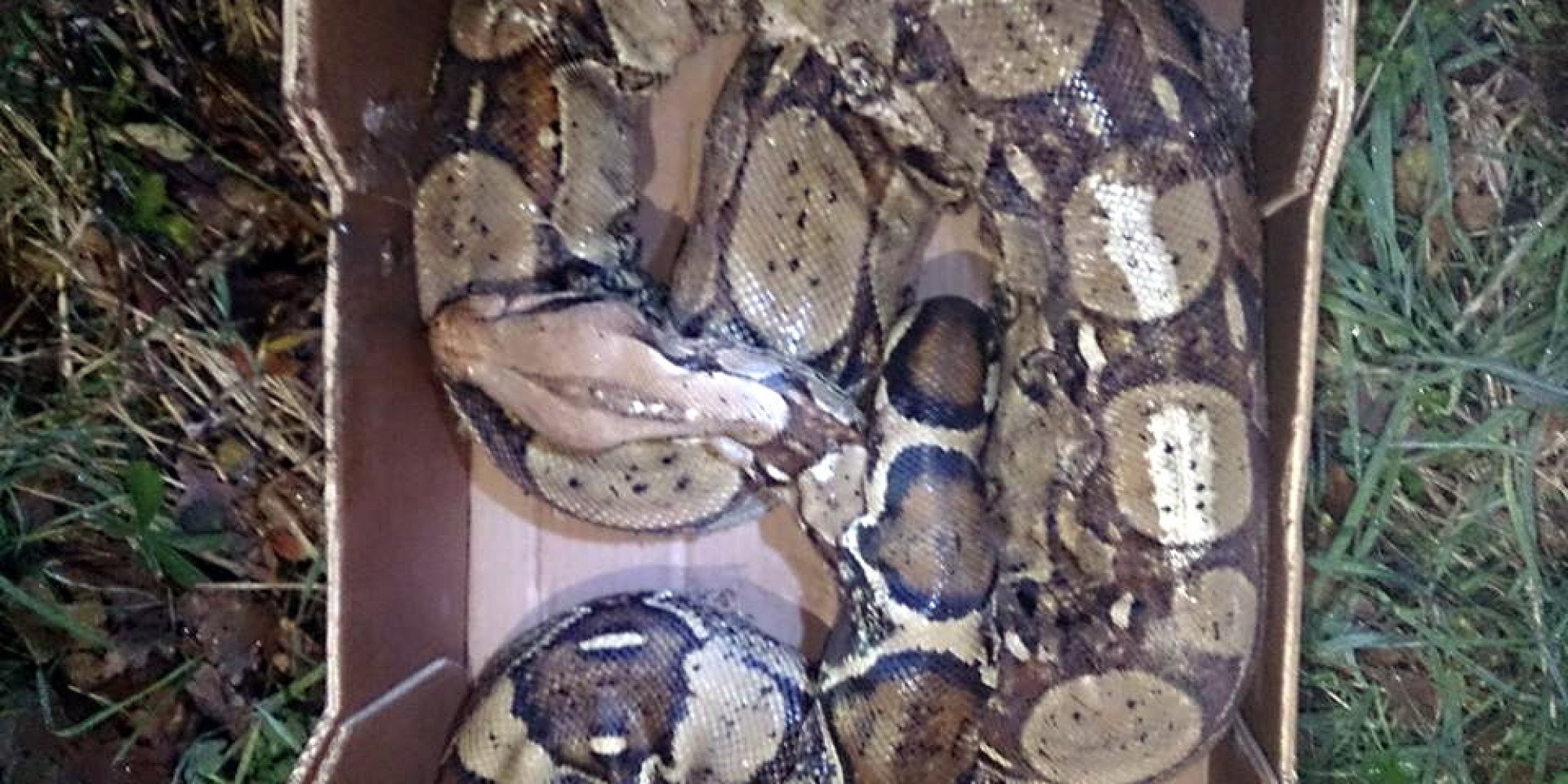 Welsh Snake