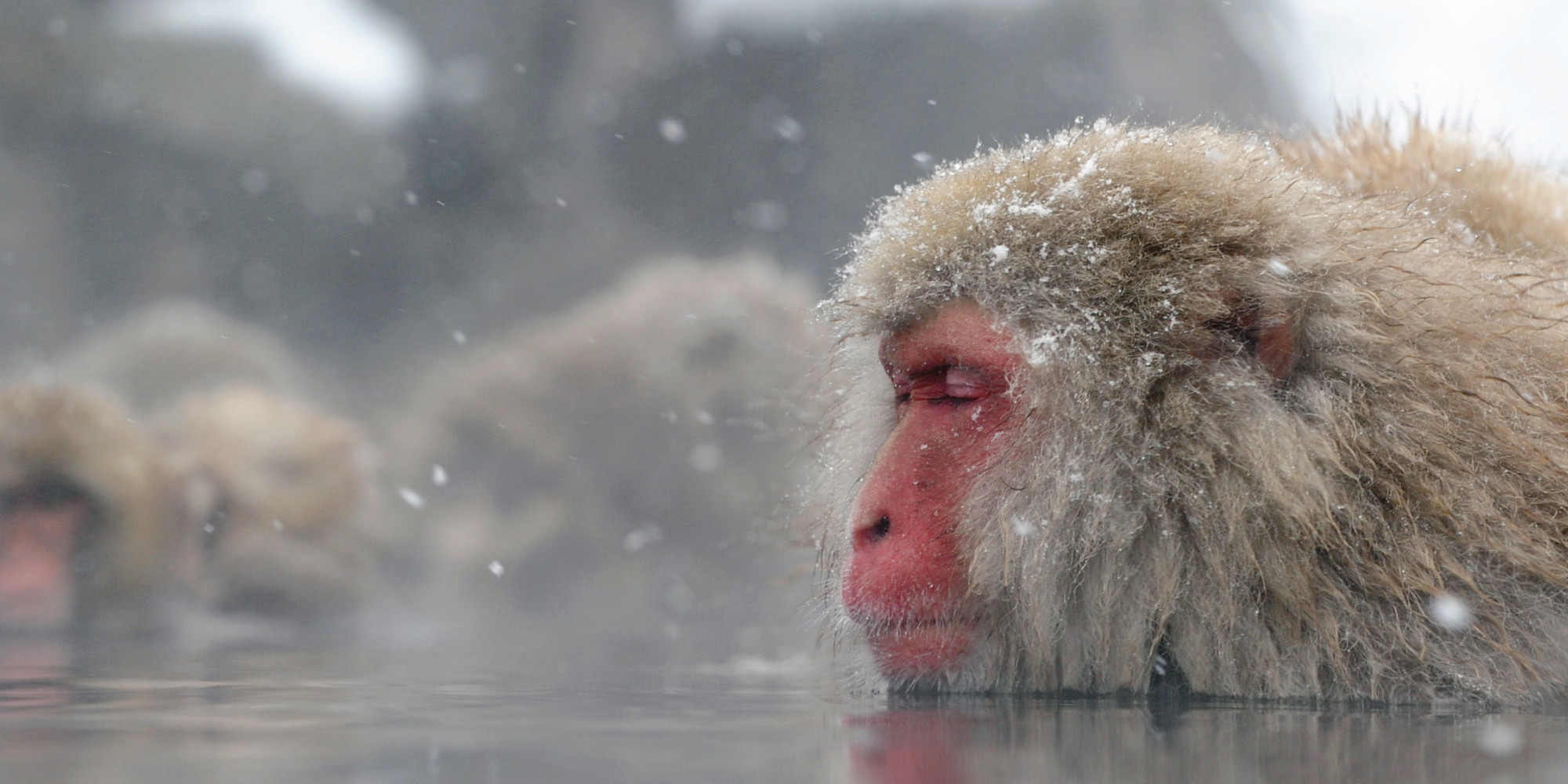 Animal Photos Of The Week: Cold Monkeys Take A Bath In Hot Springs ...