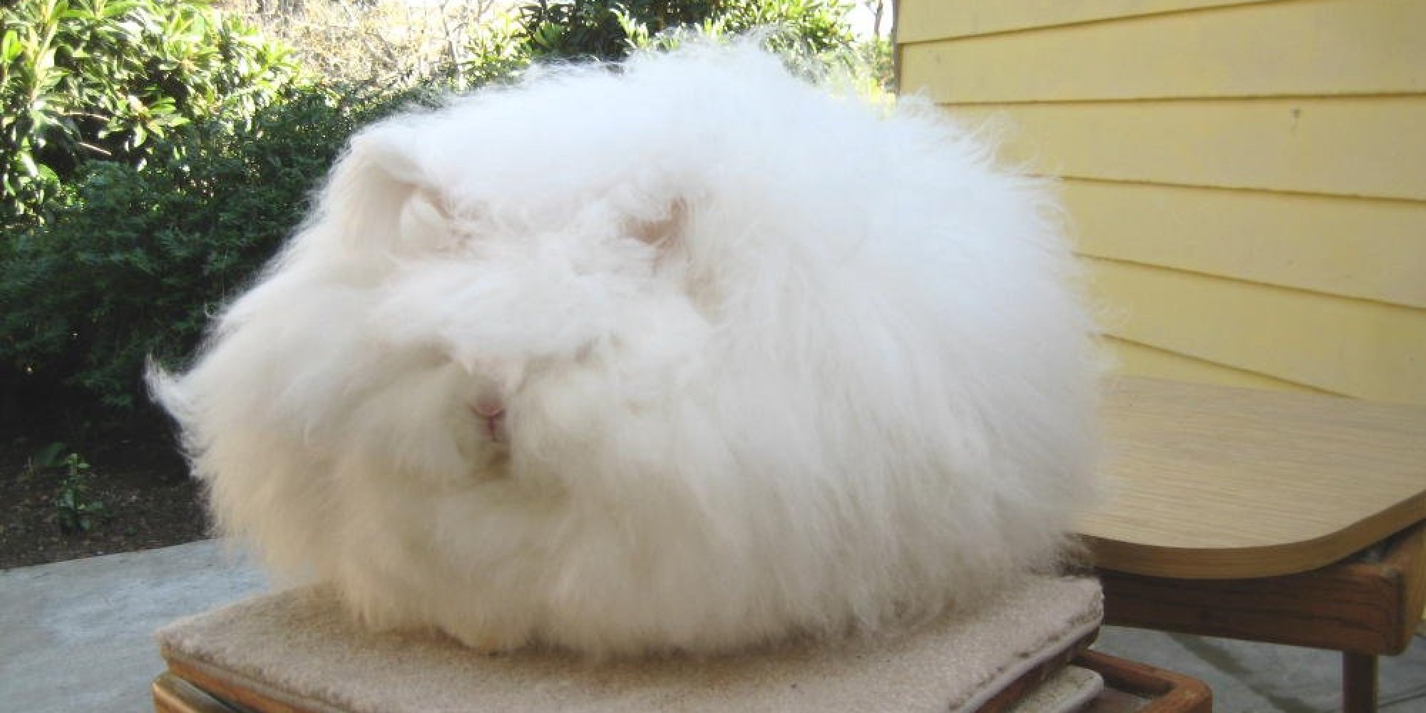 Underneath This Giant Ball Of Cotton Is A Rabbit (PHOTOS)