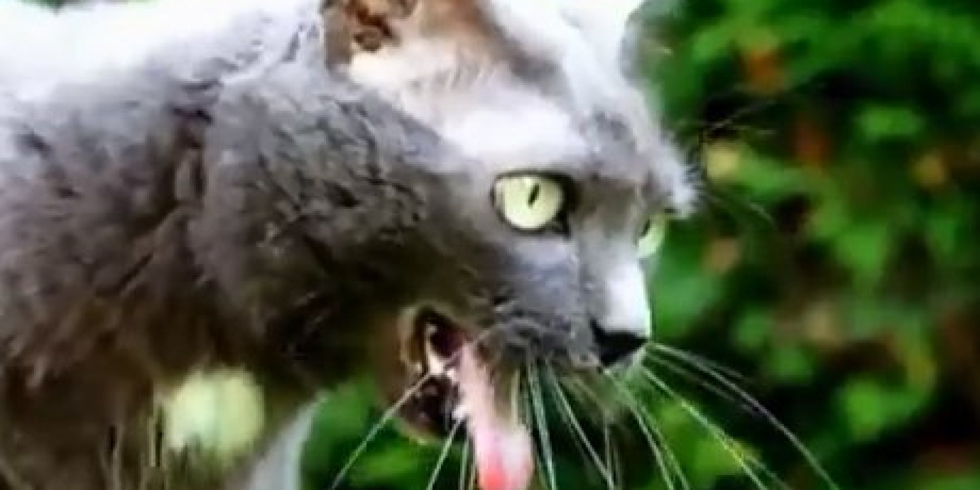 Cats Barfing To Techno Is Pretty Darned Gross (GROSS VIDEO) | HuffPost