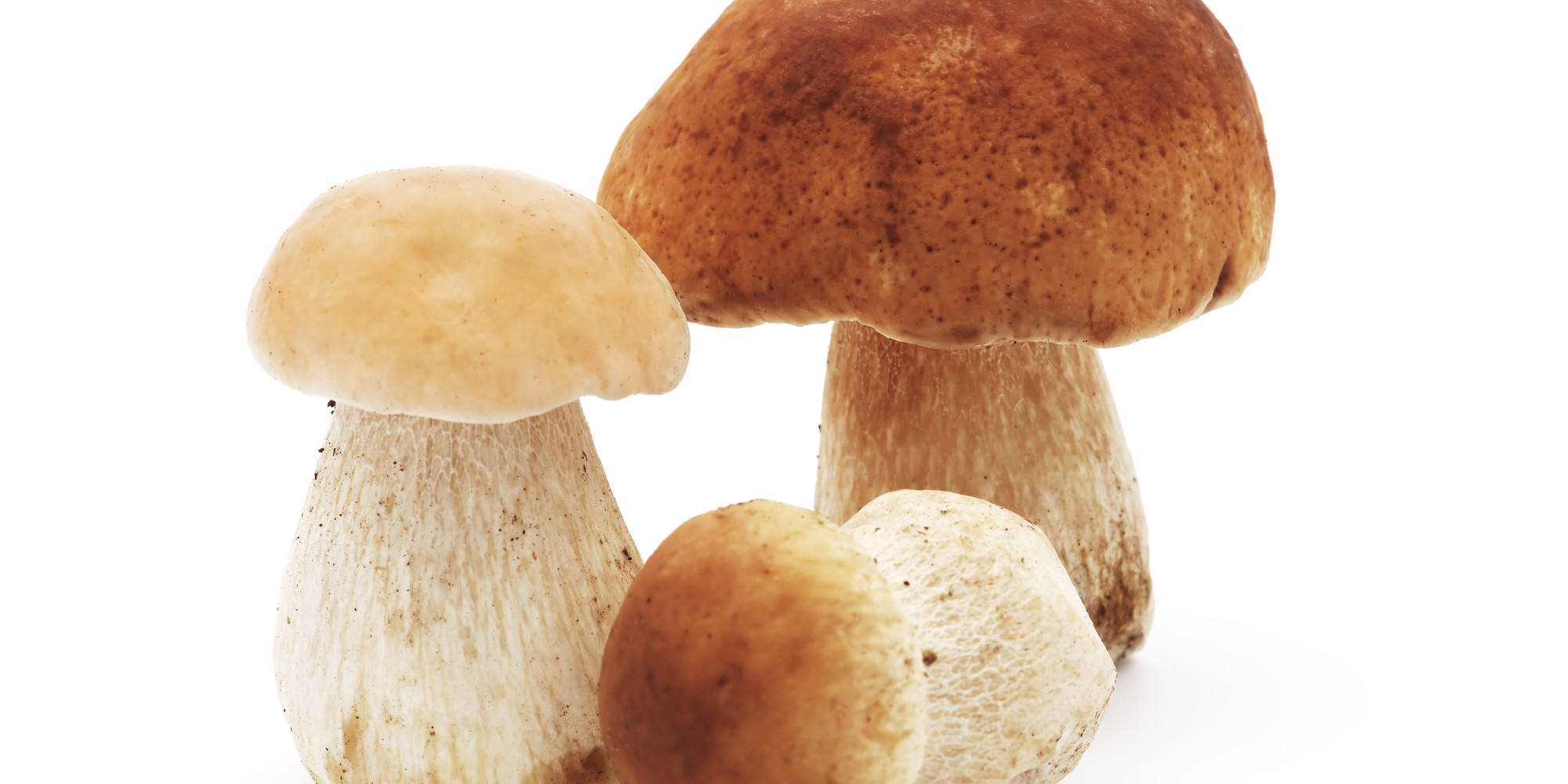 The Truth About How Mushrooms Grow Will Weird You Out (VIDEO) | HuffPost