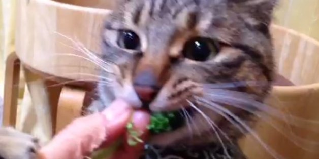 Do NOT Touch This Cat's Broccoli | HuffPost