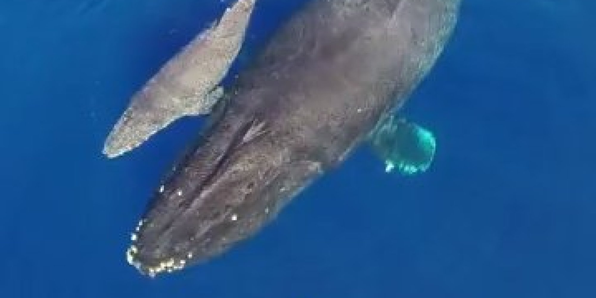 Man Captures Amazing Aerial Footage Of Dolphin Megapod Migration (VIDEO ...