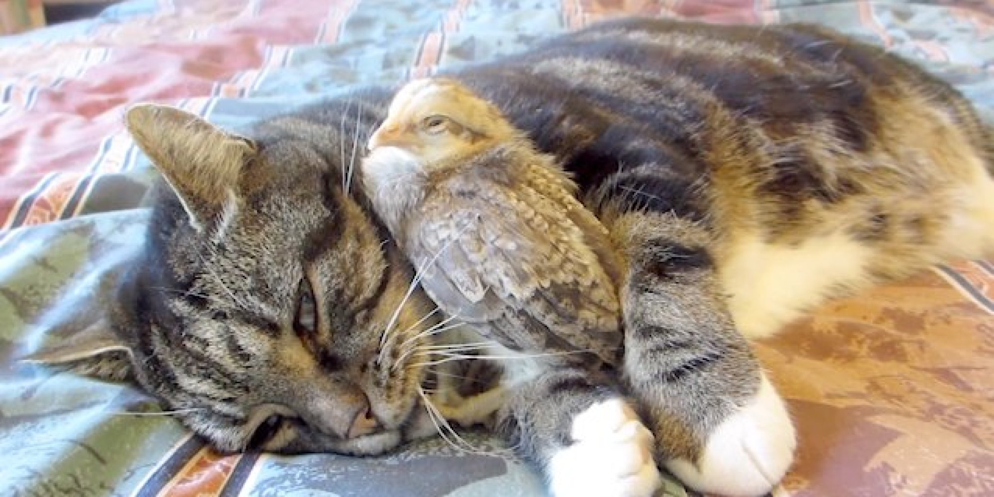An Extremely Brave Chick Just Fell Asleep On This Cat's Head (VIDEO ...