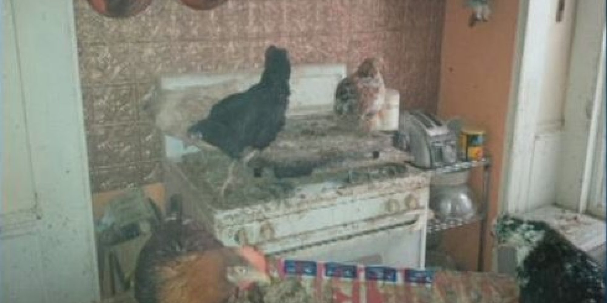 World Record Biggest Poop Ever