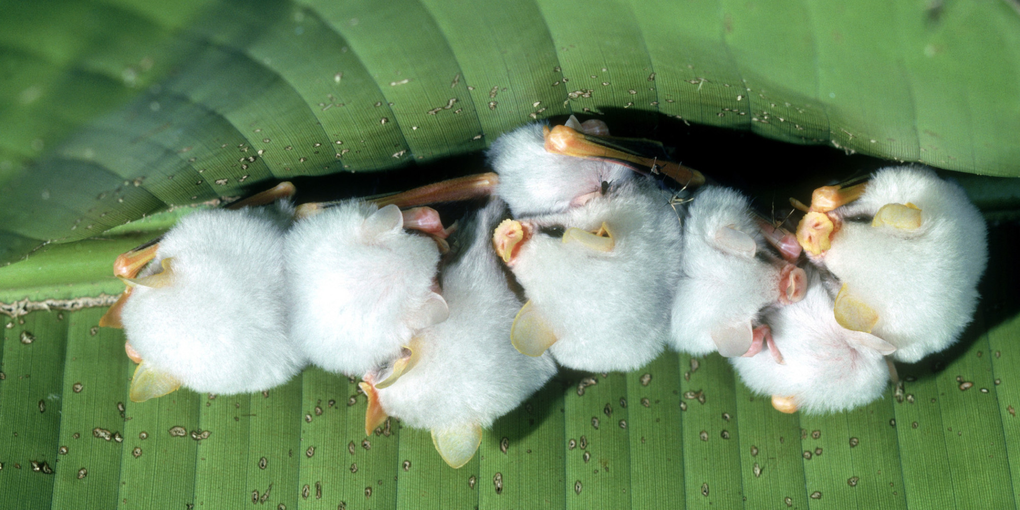 25 Of The Cutest Bat Species | HuffPost