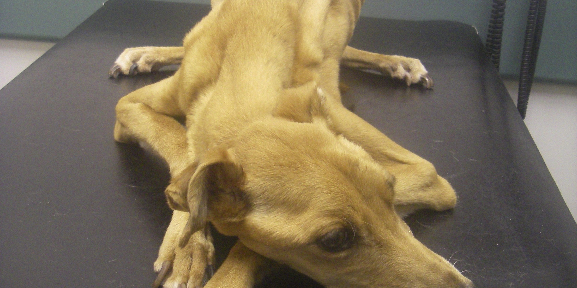 Starved Dog 'Most Emaciated' Vet Had Ever Seen (GRAPHIC PICTURES ...