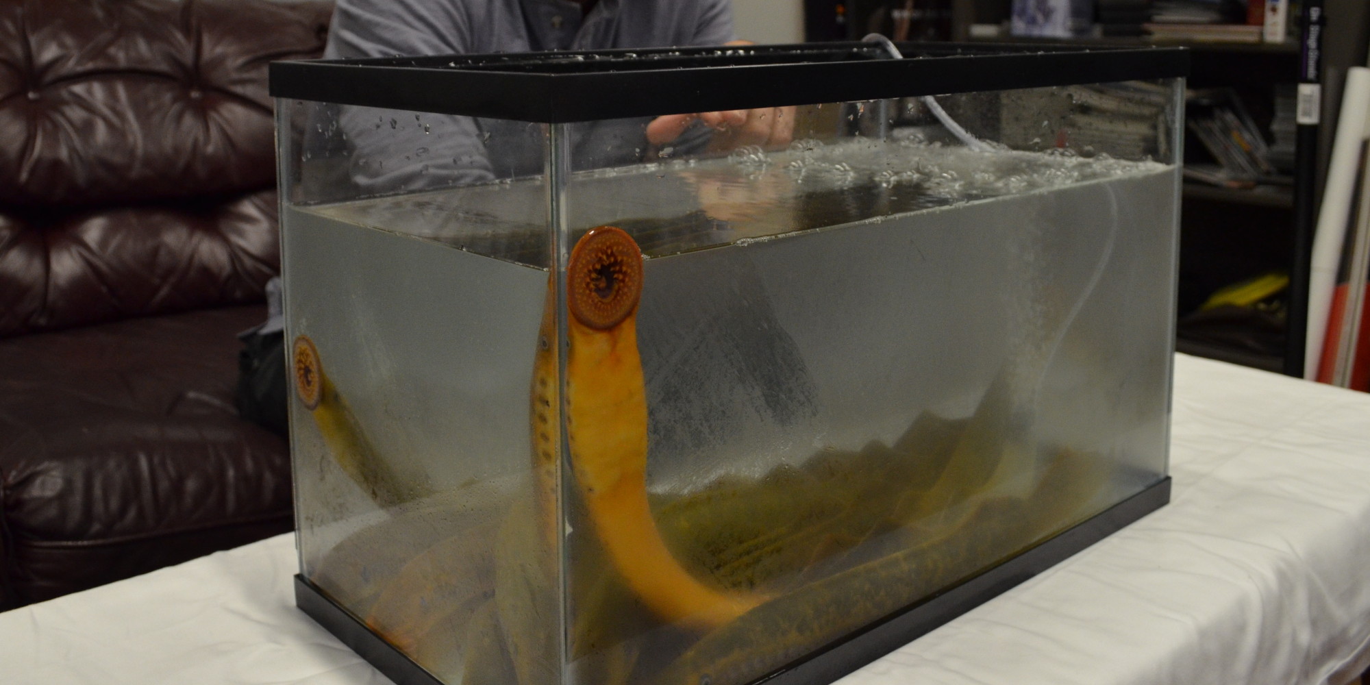 We Let A Blood-Sucking River Monster Attach To Our Body (VIDEO) | HuffPost