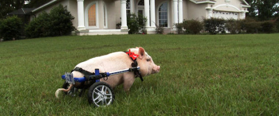 Animal Prosthetics, Highlighted In PBS' 'My Bionic Pet,' Provide A ...