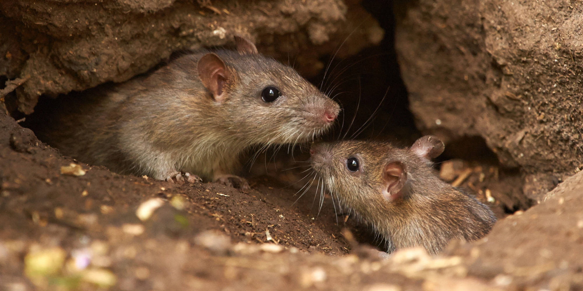 Rats In Medicine Hat Jeopardize Alberta's Rat-Free Status