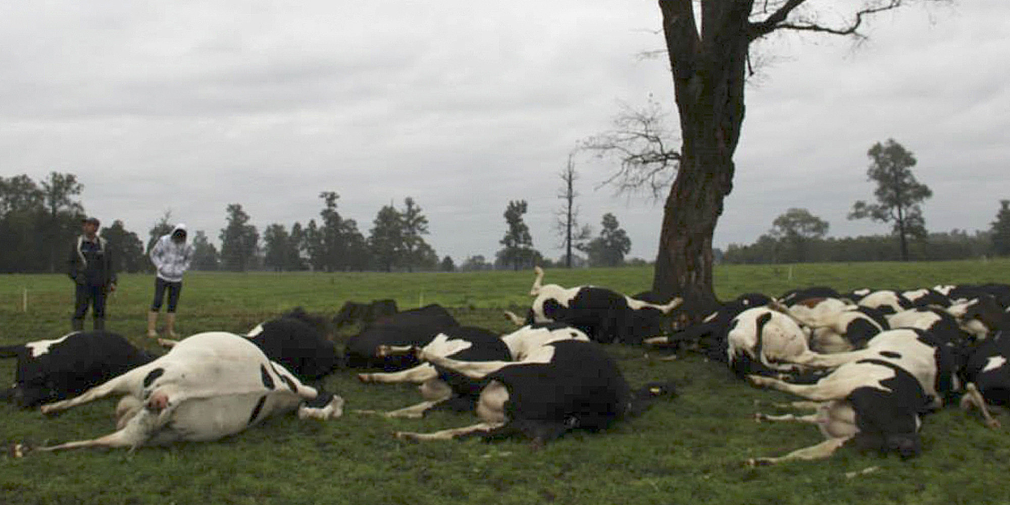 Lightning Strike Animal