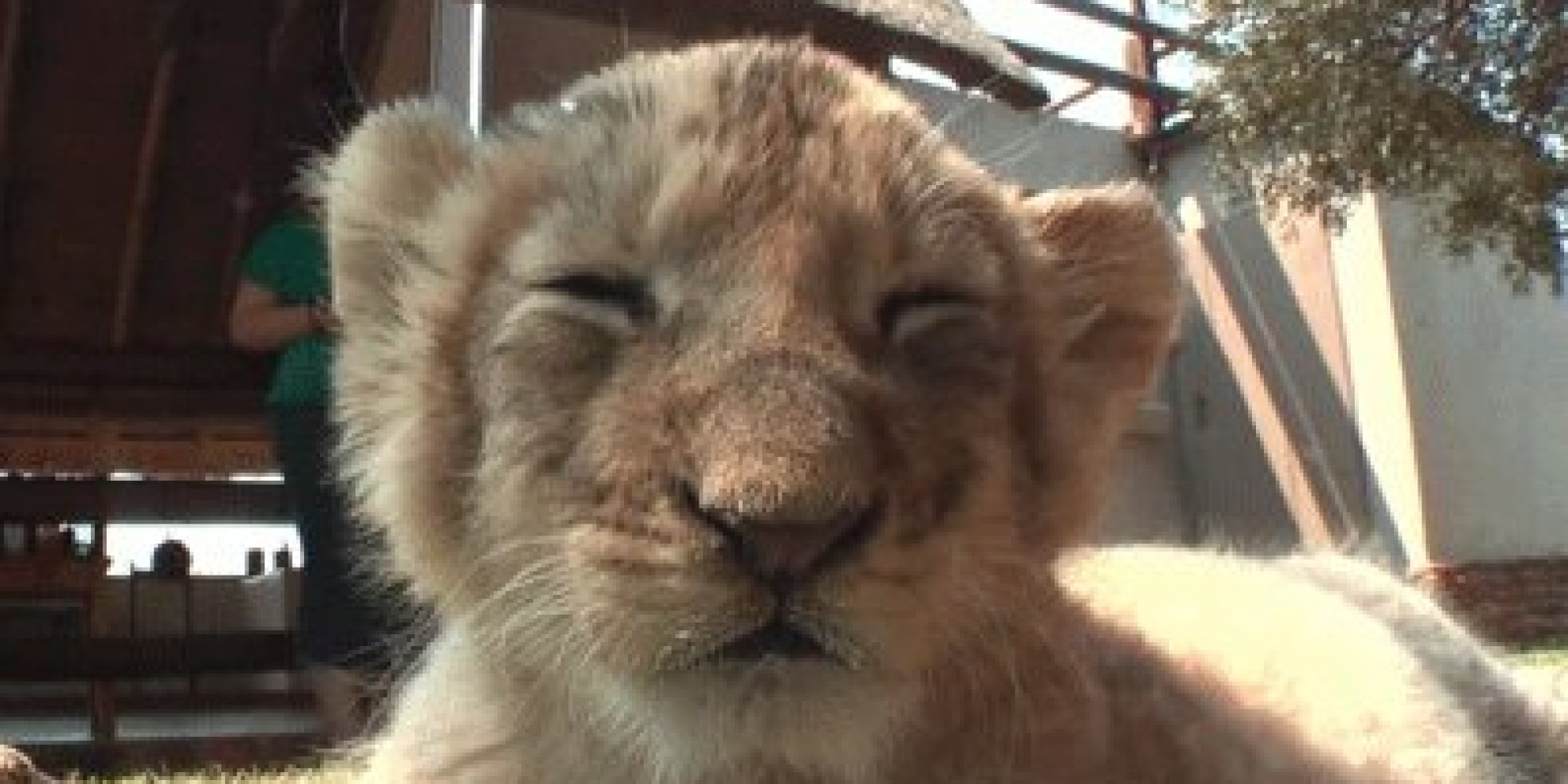 This Lion Cub Falling Asleep Epitomizes How We Feel After A Long Week ...
