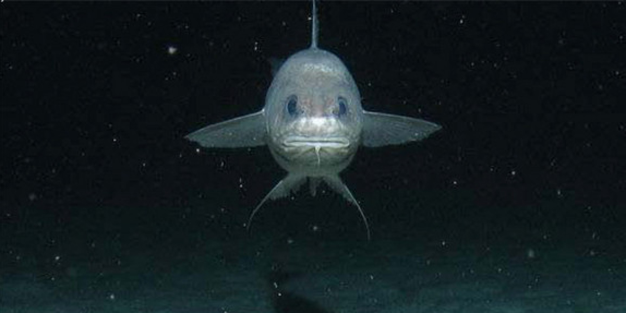 Researchers Take On Kermadec Trench Dive To Find Unknown Deep-Sea ...