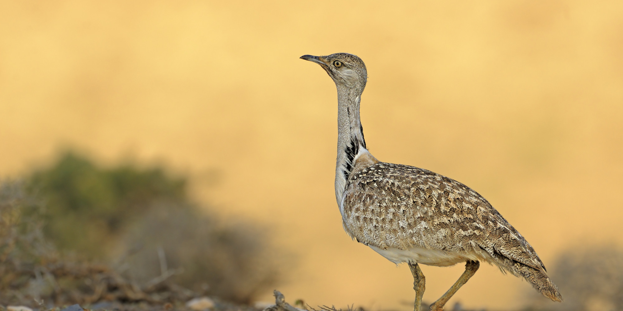 Saudi Prince 'Kills 2,100 Endangered Houbara Bustards In Pakistan ...