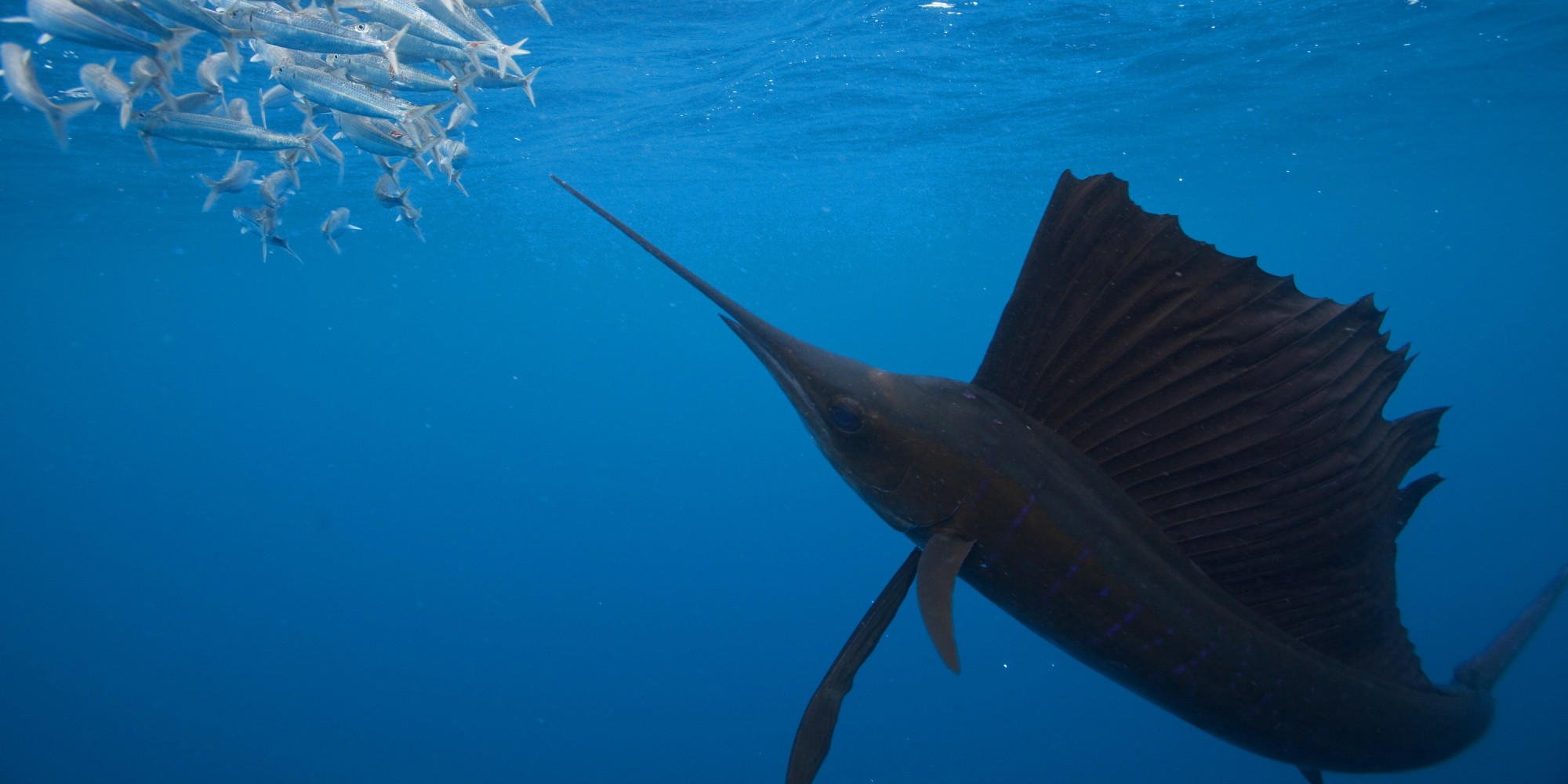 Sailfish Bills Come In Pretty Handy When The Big Guys Go Hunting (VIDEO)
