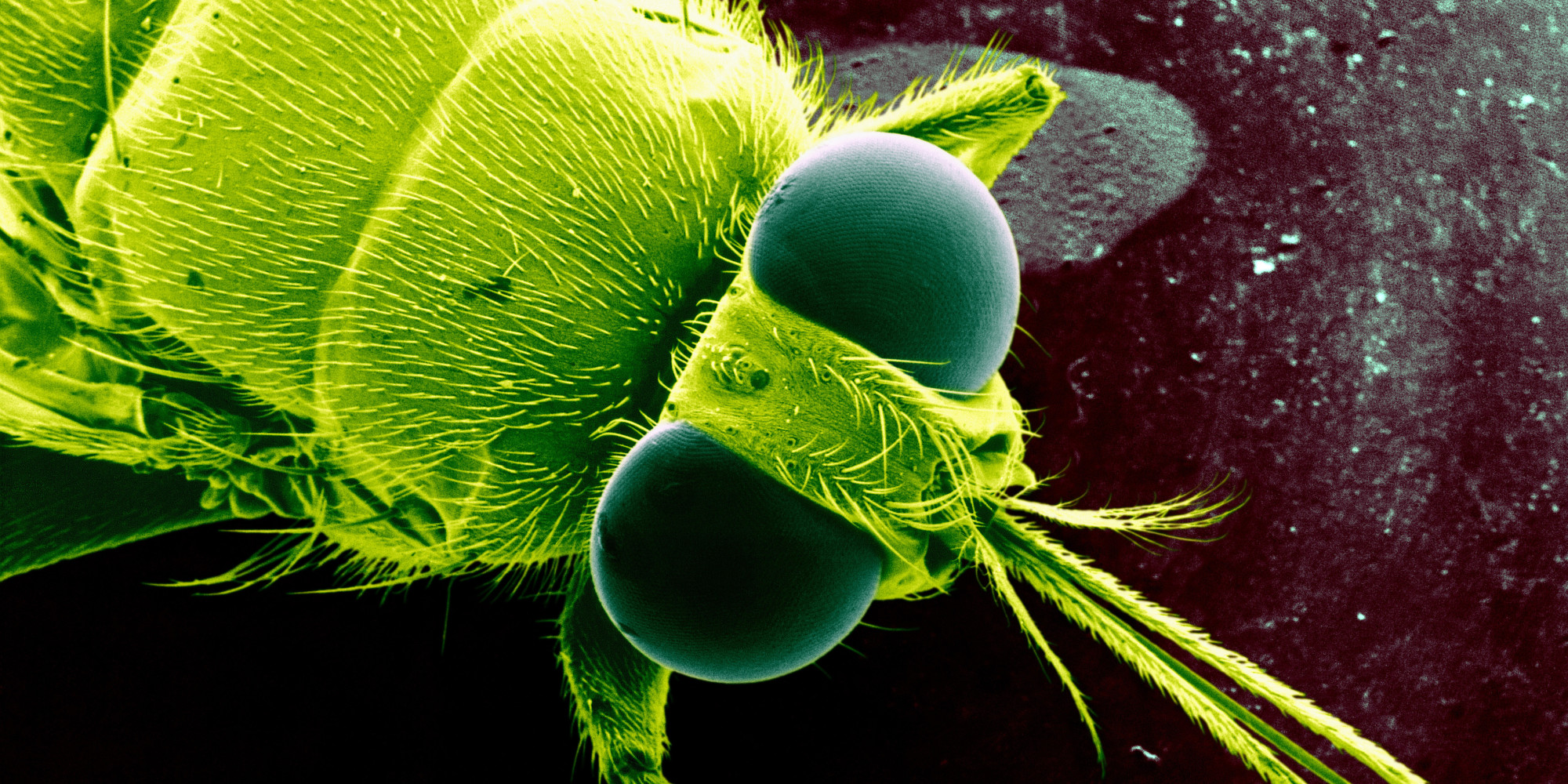 Tsetse Fly Genome Decoded, May Hold Clues To Fighting African Sleeping ...