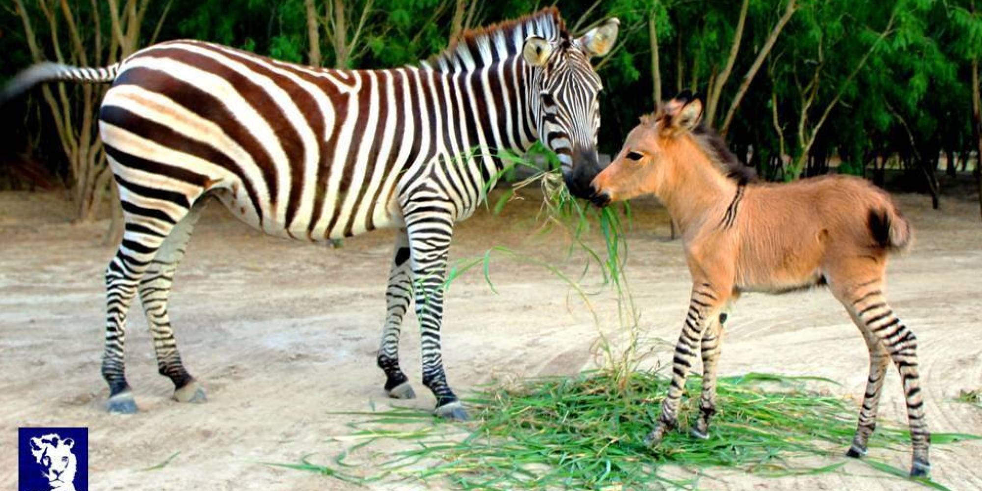 This Adorable 'Zonkey' Is What You Get When You Cross A Zebra And A ...