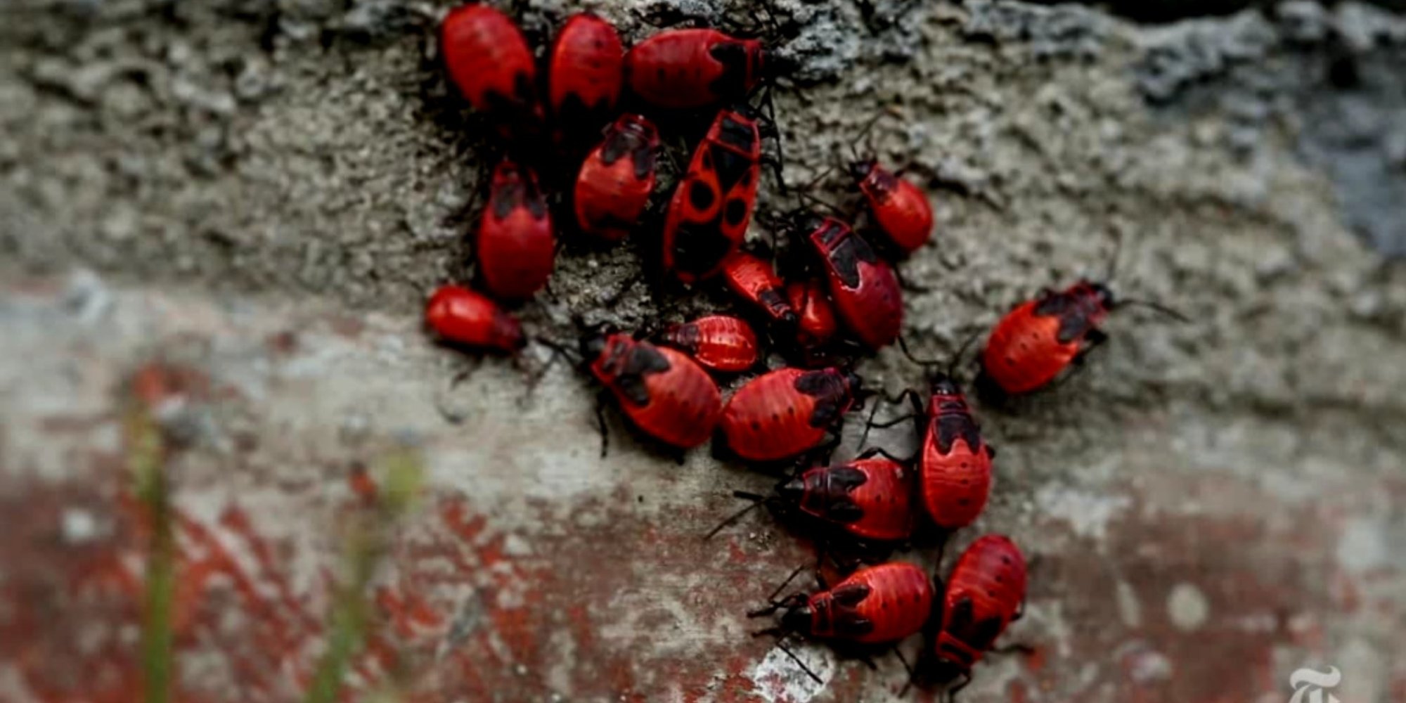28 Years Later, The Animals Of Chernobyl Have Reclaimed Their Homeland ...