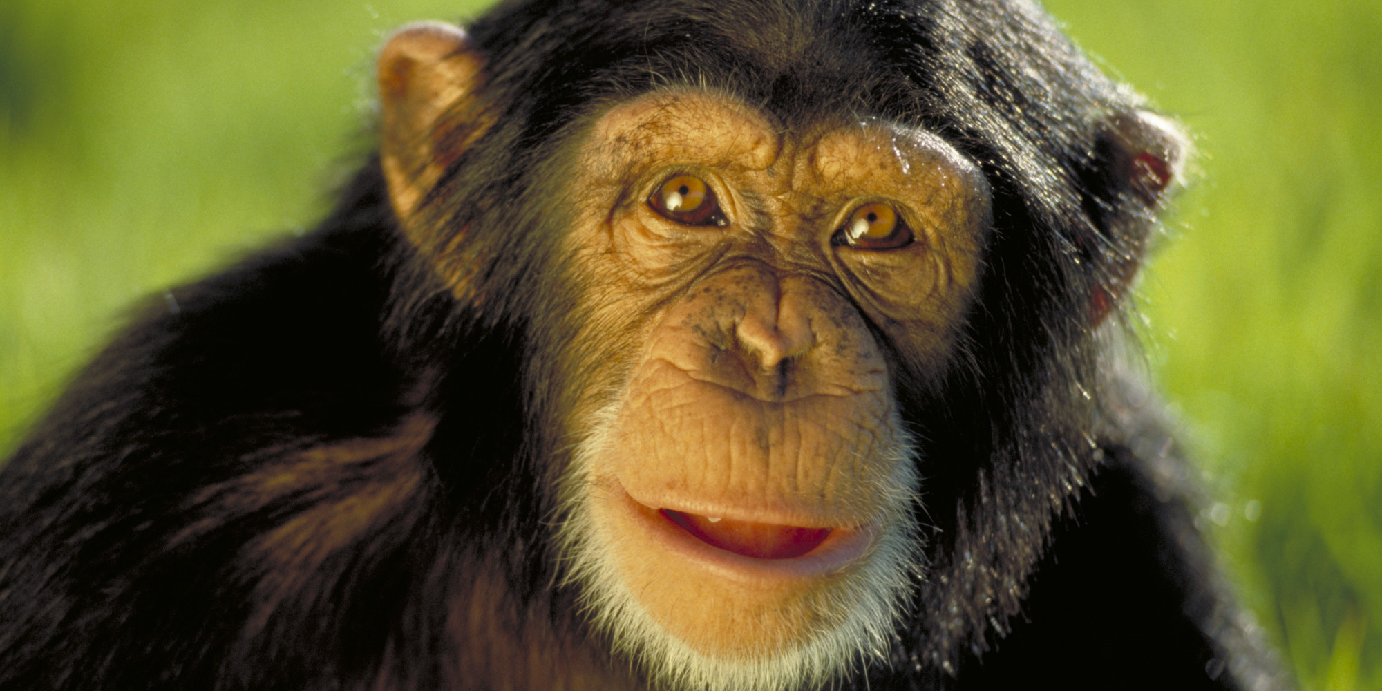 Chimps & Humans Have Similar Personality Traits, Ape Researchers Say ...