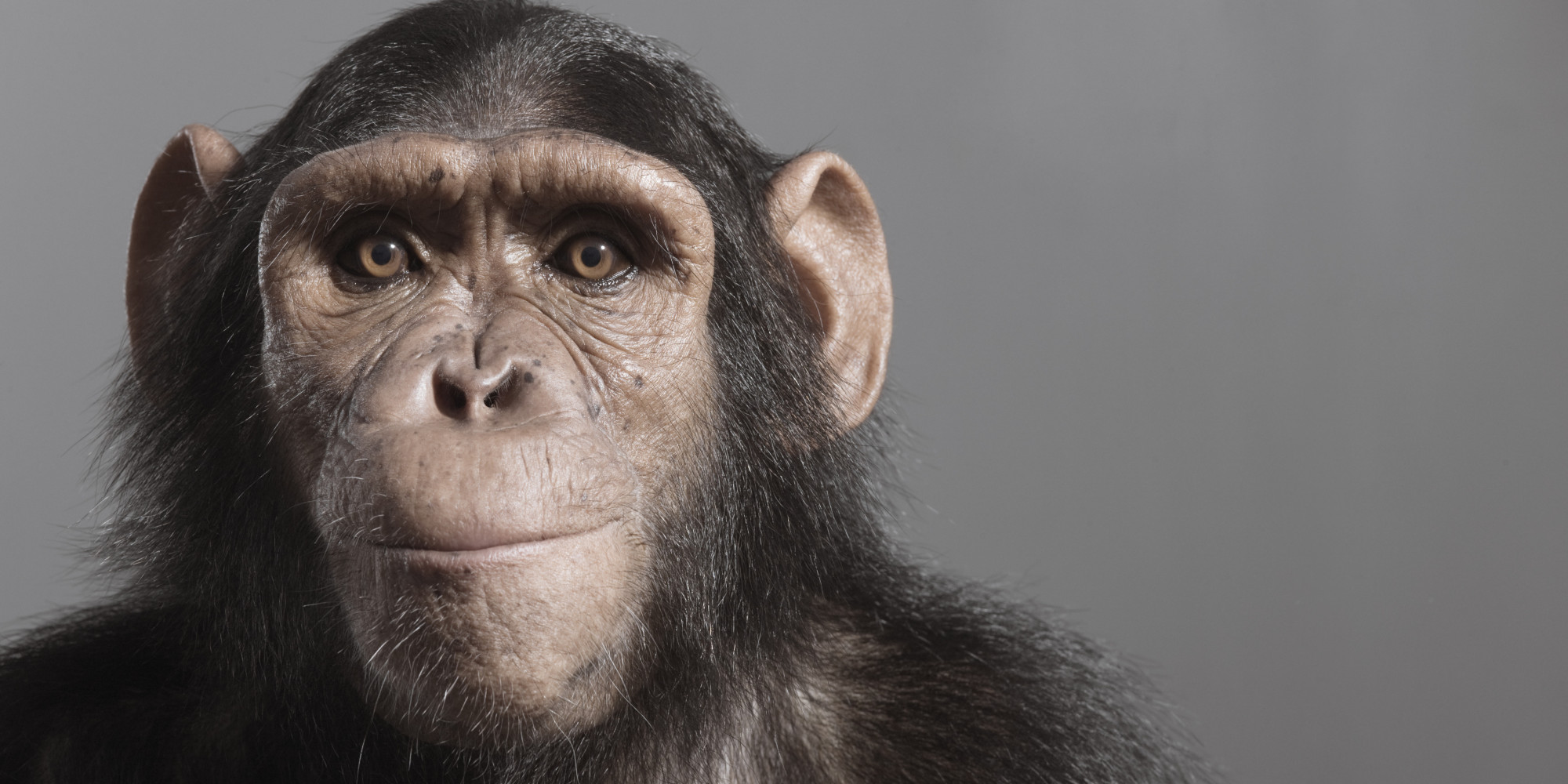 Steve Peters, Author Of The Chimp Paradox, Reveals How To Be Less ...