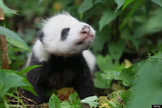 It's Endangered Species Day, But These Adorable Babies Deserve Saving ...