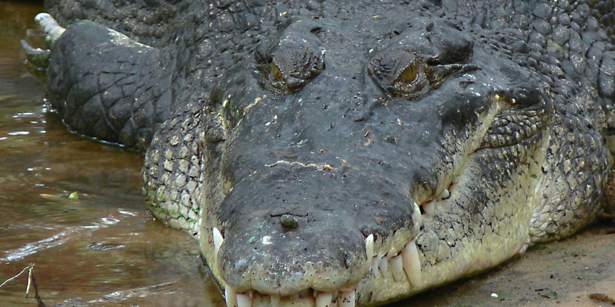 Crocodile Injured After 18 Stone Accountant Falls On Him In Freak ...