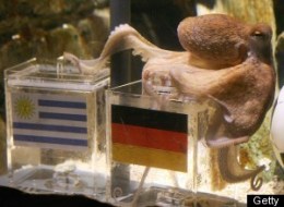 Paul The Octopus Finishes Historic World Cup Run (STUNNING PICTURES ...