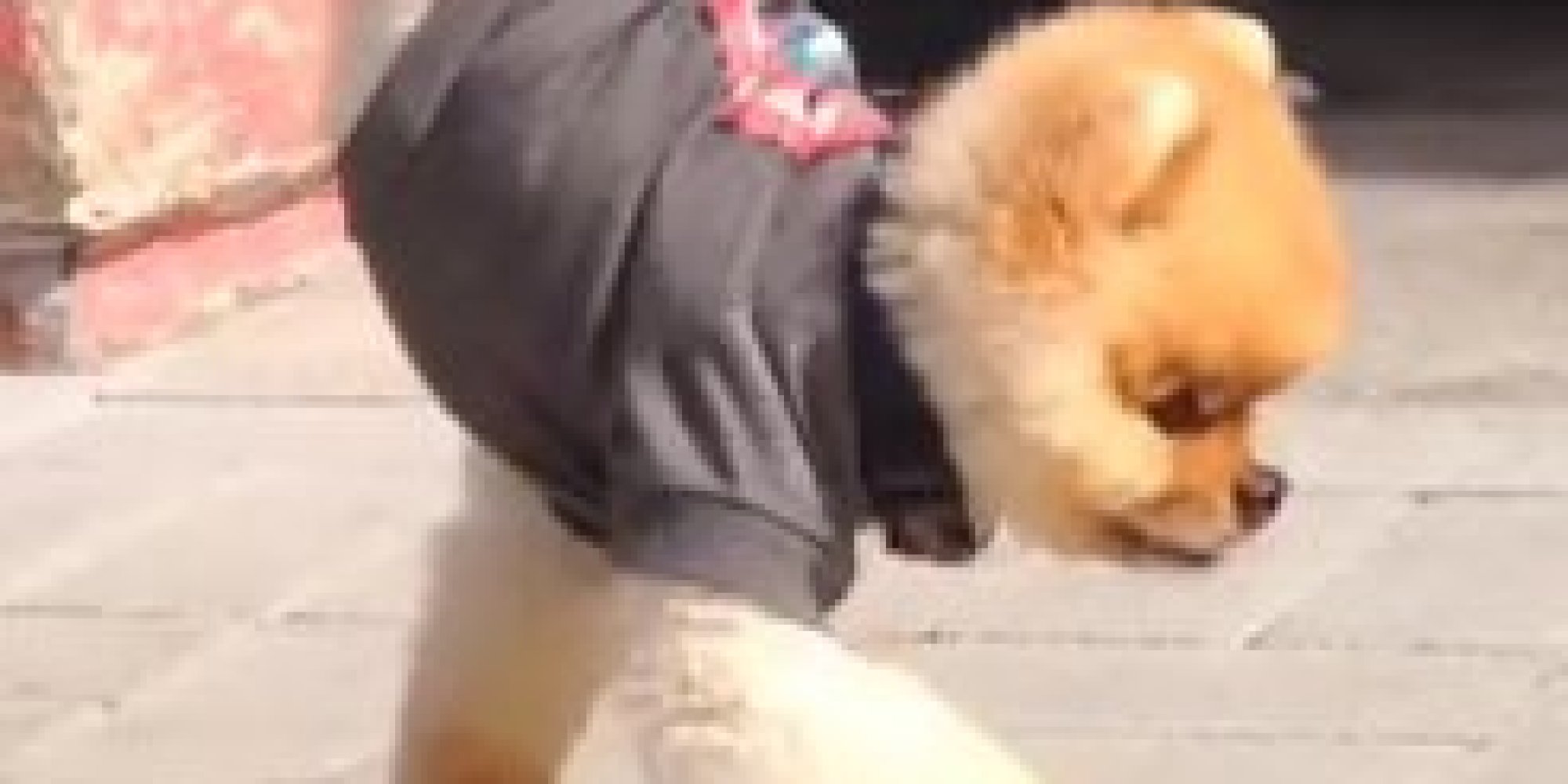 Jiff The Pomeranian Is Still Killing Us With Cuteness (VIDEO) | HuffPost
