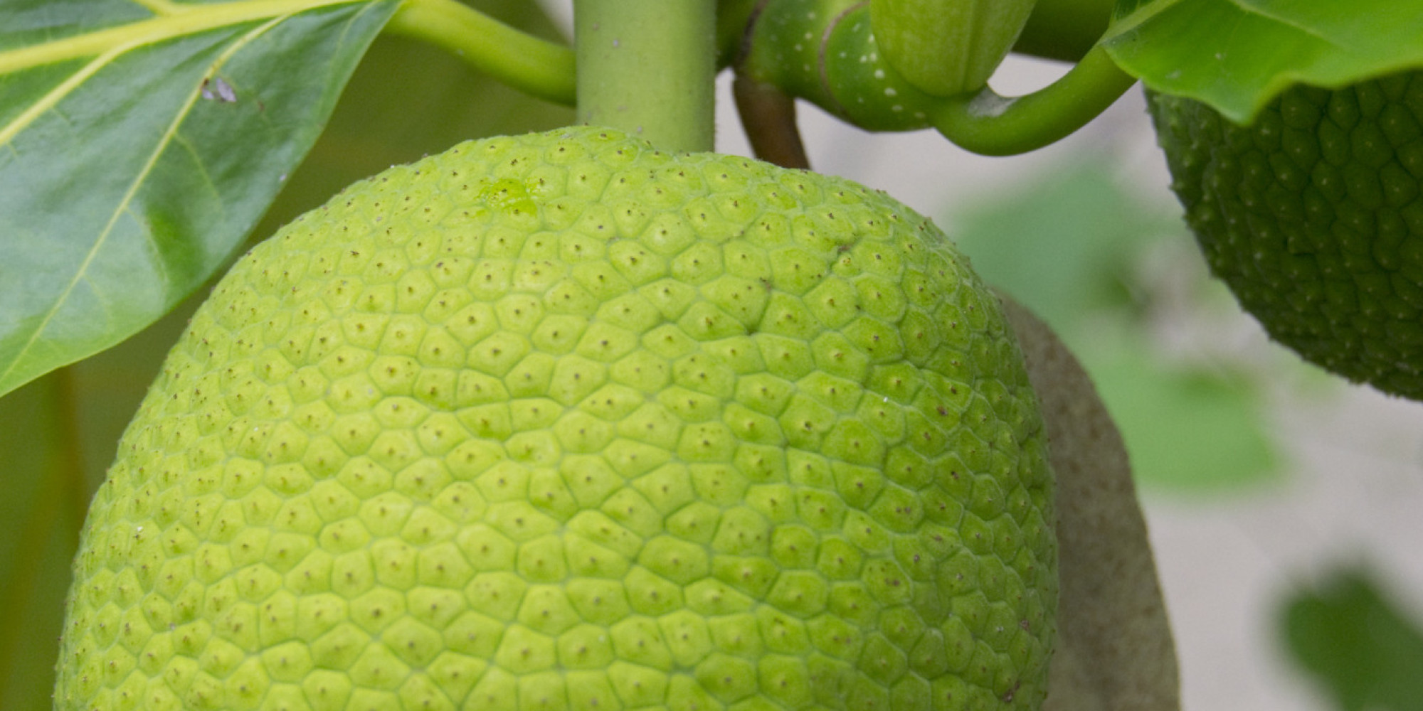 Breadfruit: The Wonder Food Packed With Carbs And Protein That Could ...