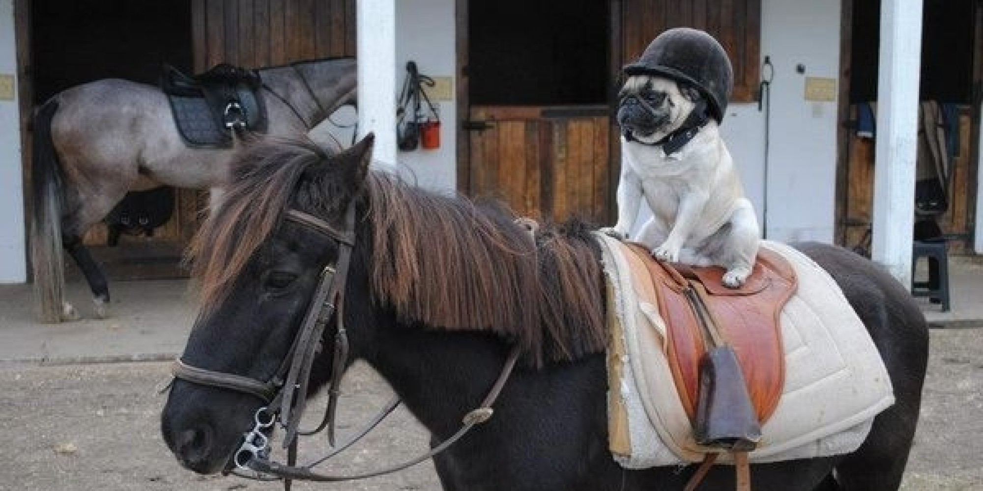 These Adorable Animals Understand What It Means To Have A Friend's Back ...