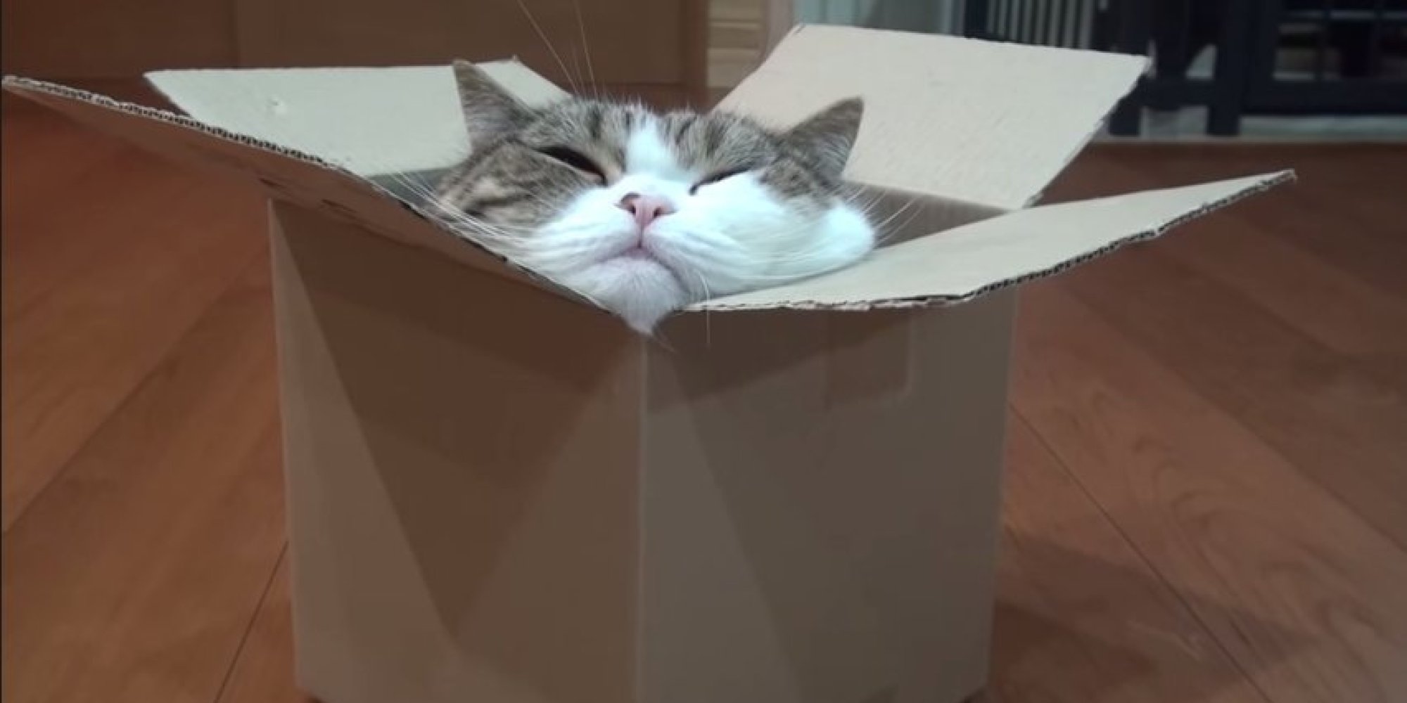 Maru Proves That Cats Are 100 Percent Liquid | HuffPost