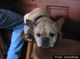 12 NYC Bars That Allow Dogs – Jamar Freeze