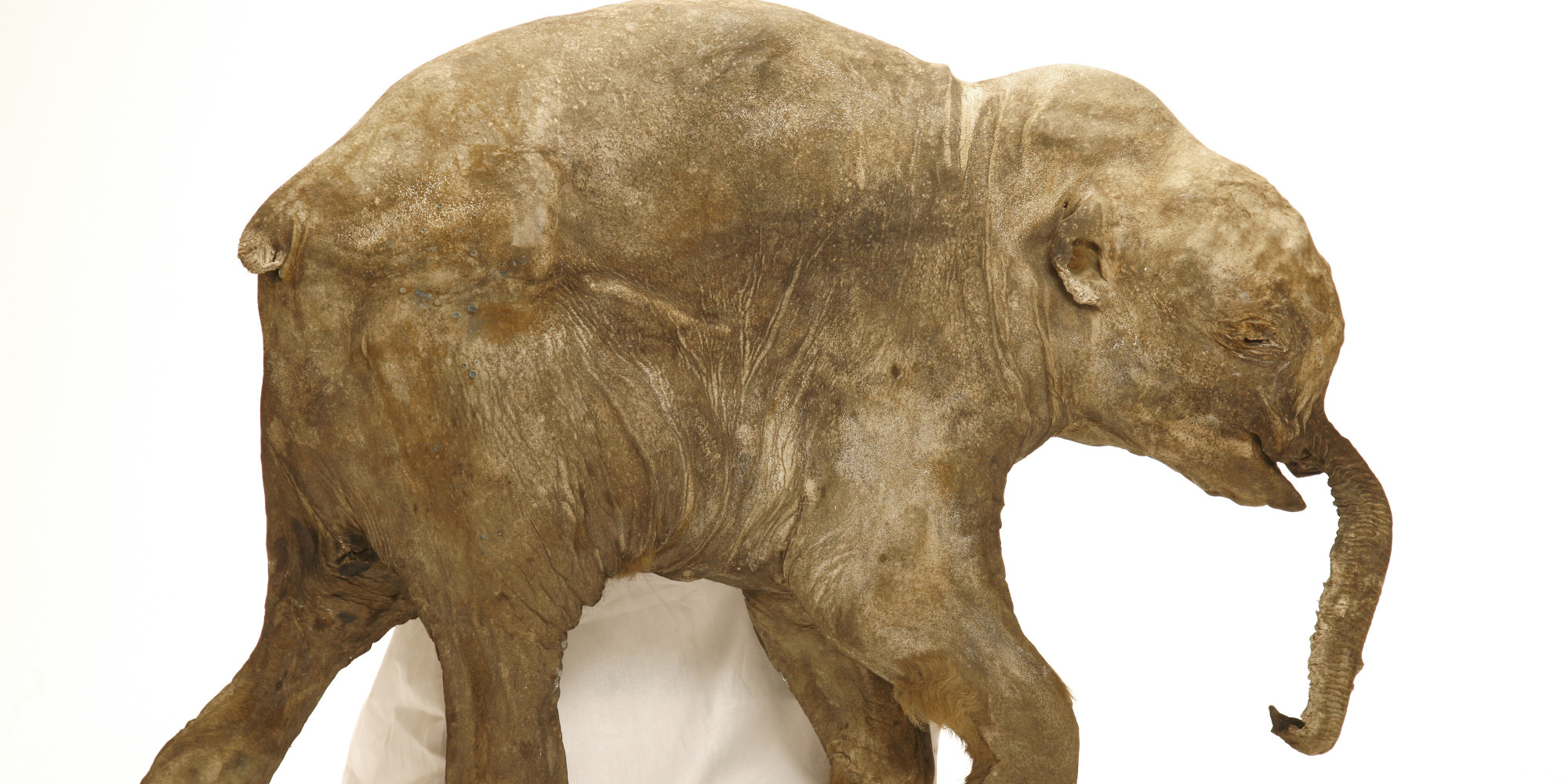 These Baby Woolly Mammoths Have Scientists Going Gaga | HuffPost