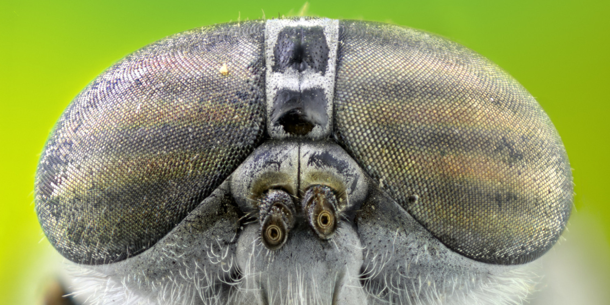 Insects That Live In Extreme Environments at Marilyn Sylvester blog