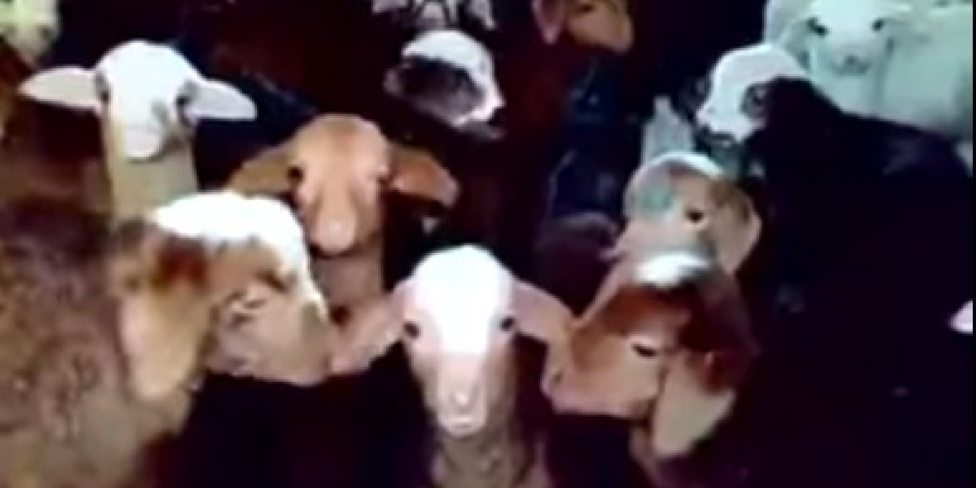 Guy Decides To Talk To Some Baby Goats; Adorableness Ensues | HuffPost