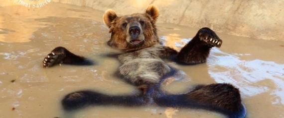 Osos banandose - Imagui