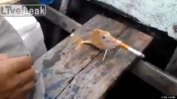 Smoking Fish Chicken