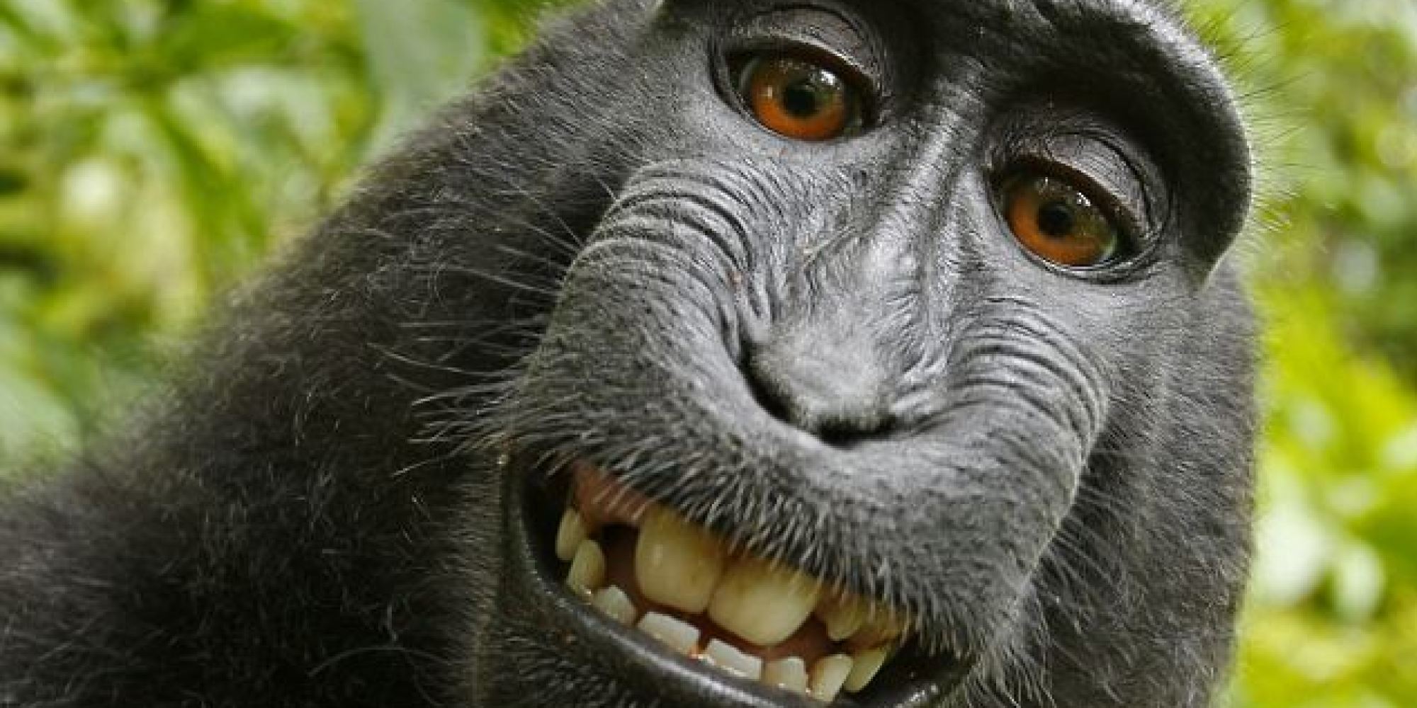 Un selfie serait-il une singerie? - Chouette philosophie!