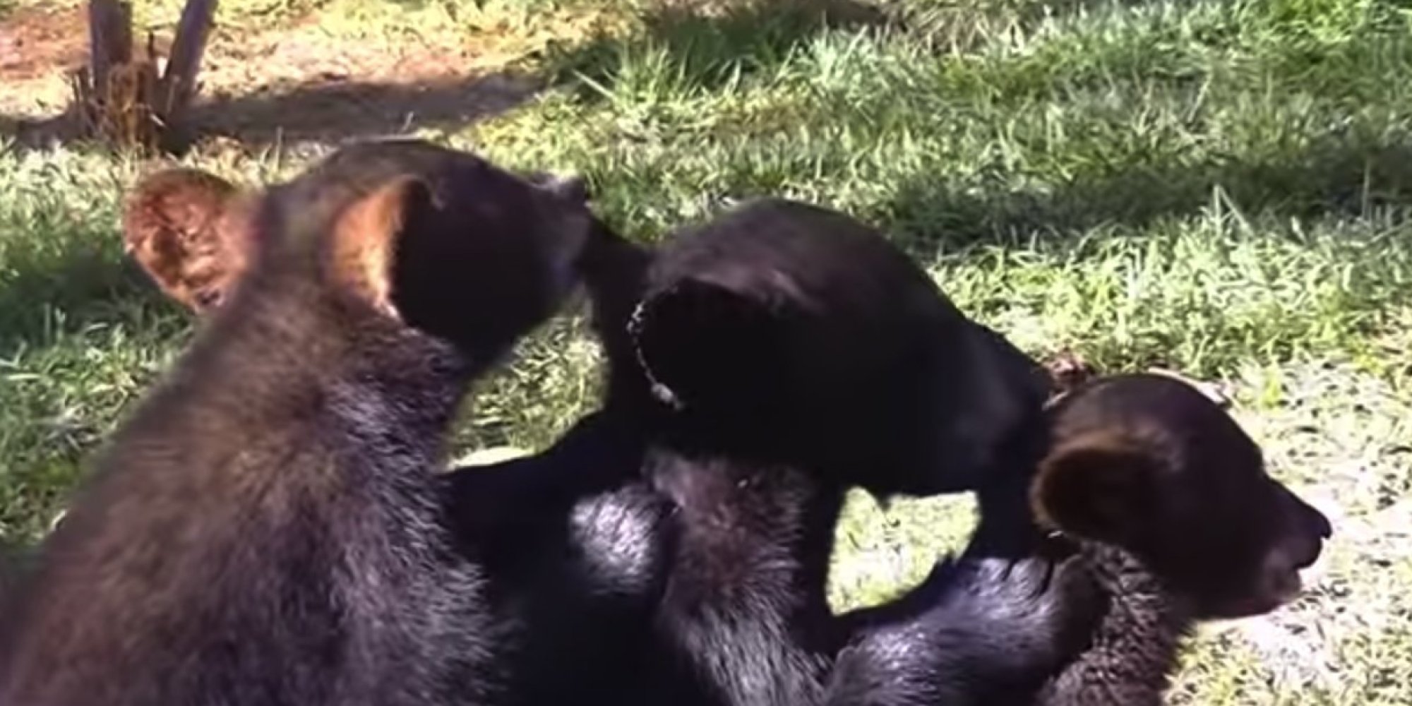 These Bear Cub BFFs Are Lining Up To Take Care Of Each Other | HuffPost