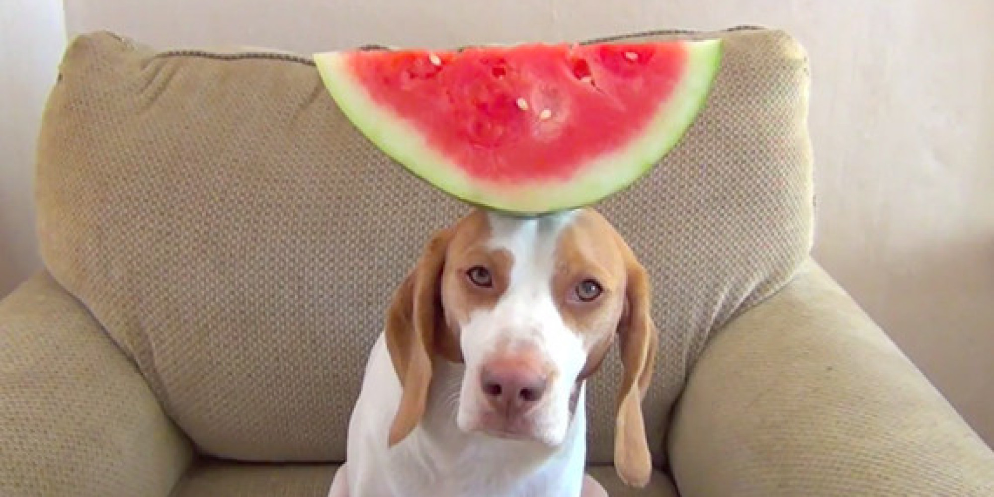 Maymo The Dog Balances Fruits And Veggies On His Head Like A Pro | HuffPost