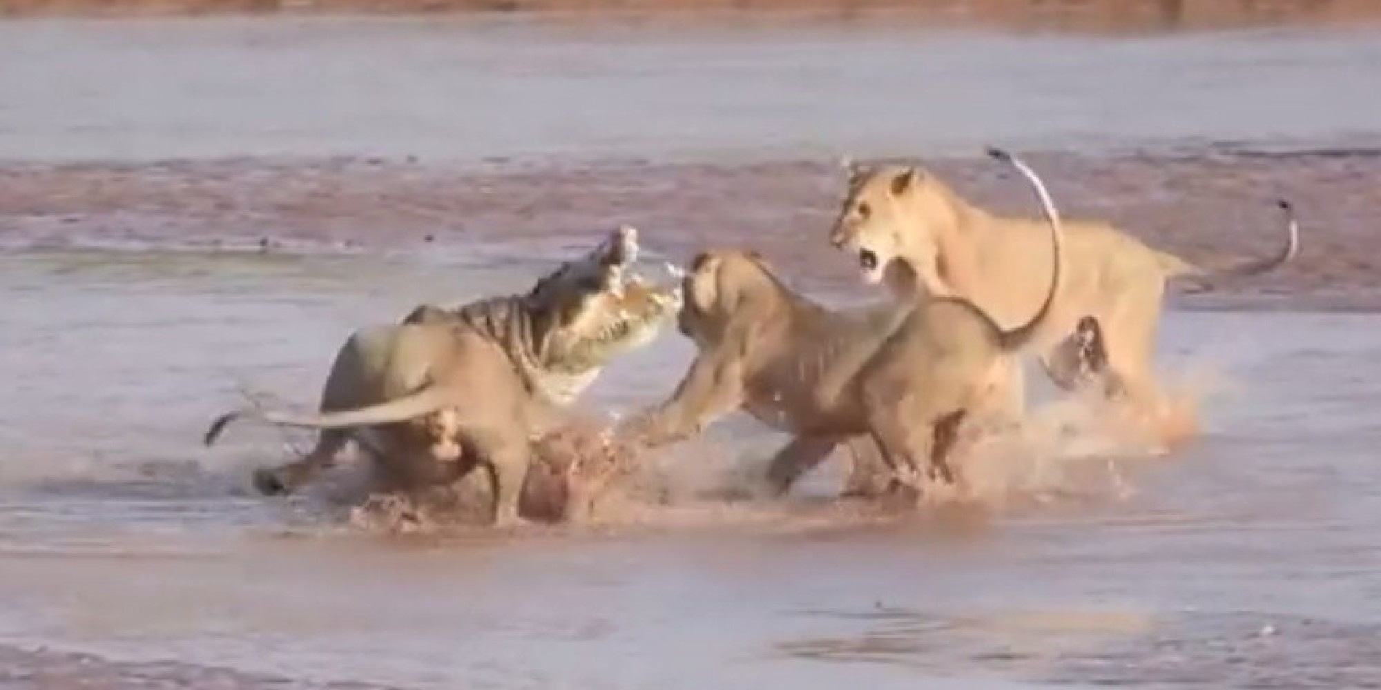 Crocodiles Vs Lions