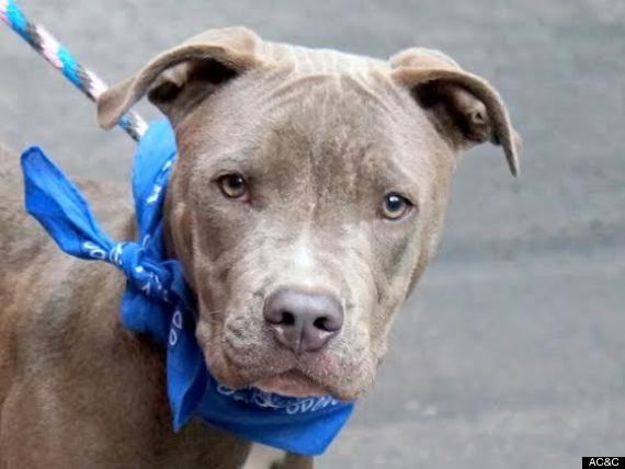 Adopt These Adorable New York City Pets; Featured Animals For 9/11/2014 ...