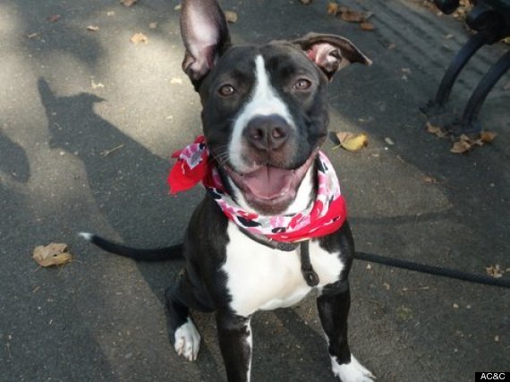 Adopt These Adorable New York City Pets; Featured Animals For 9/11/2014 ...