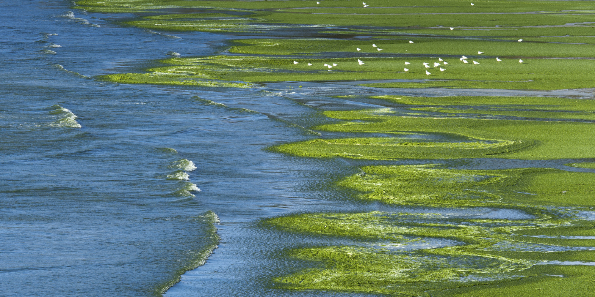 Algae Can Evolve Rapidly To Cope With Climate Change, Study Finds ...