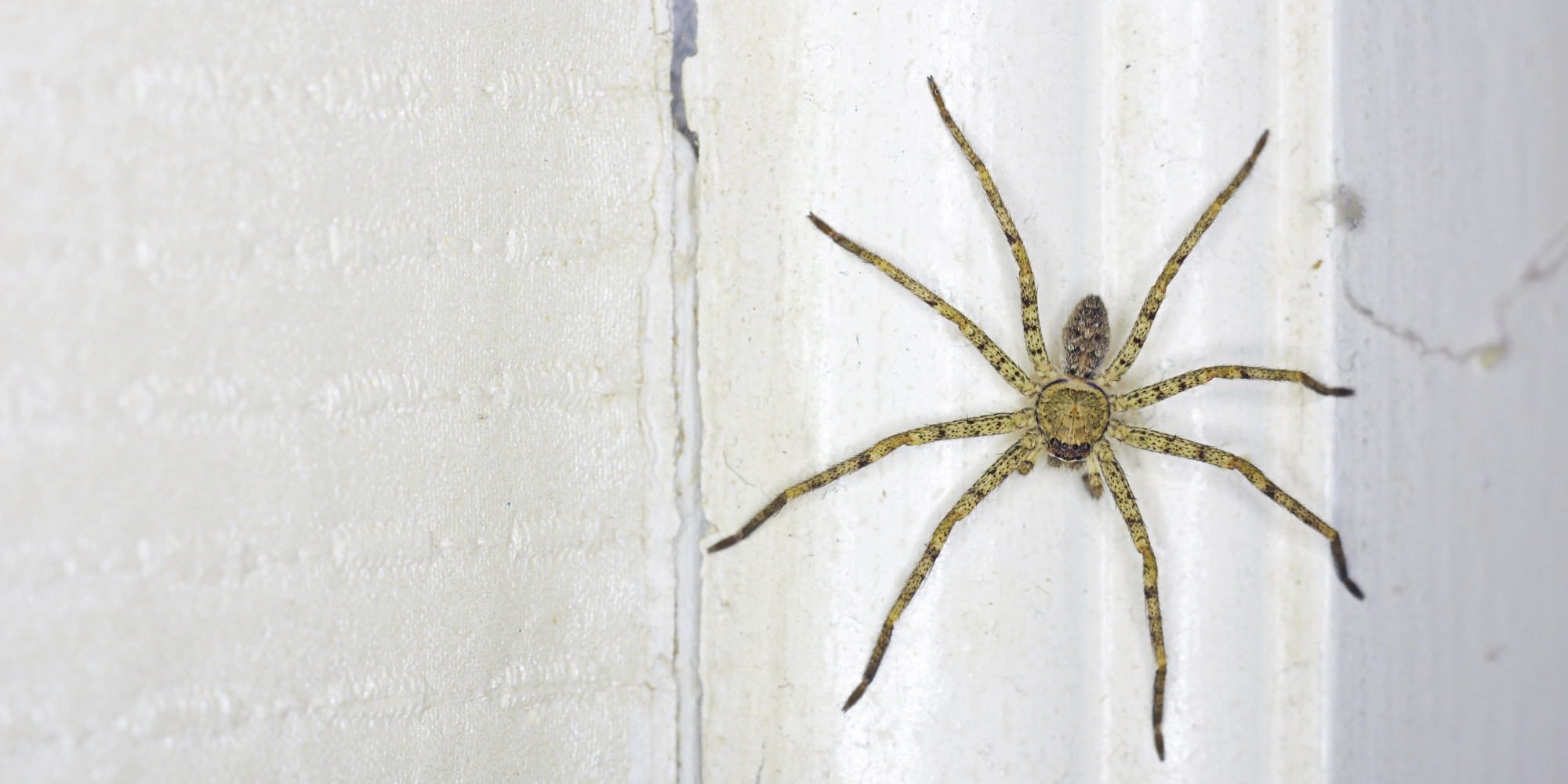 Itsy Bitsy Spider: Climbing the Waterspout Was an Exercise in Futility ...